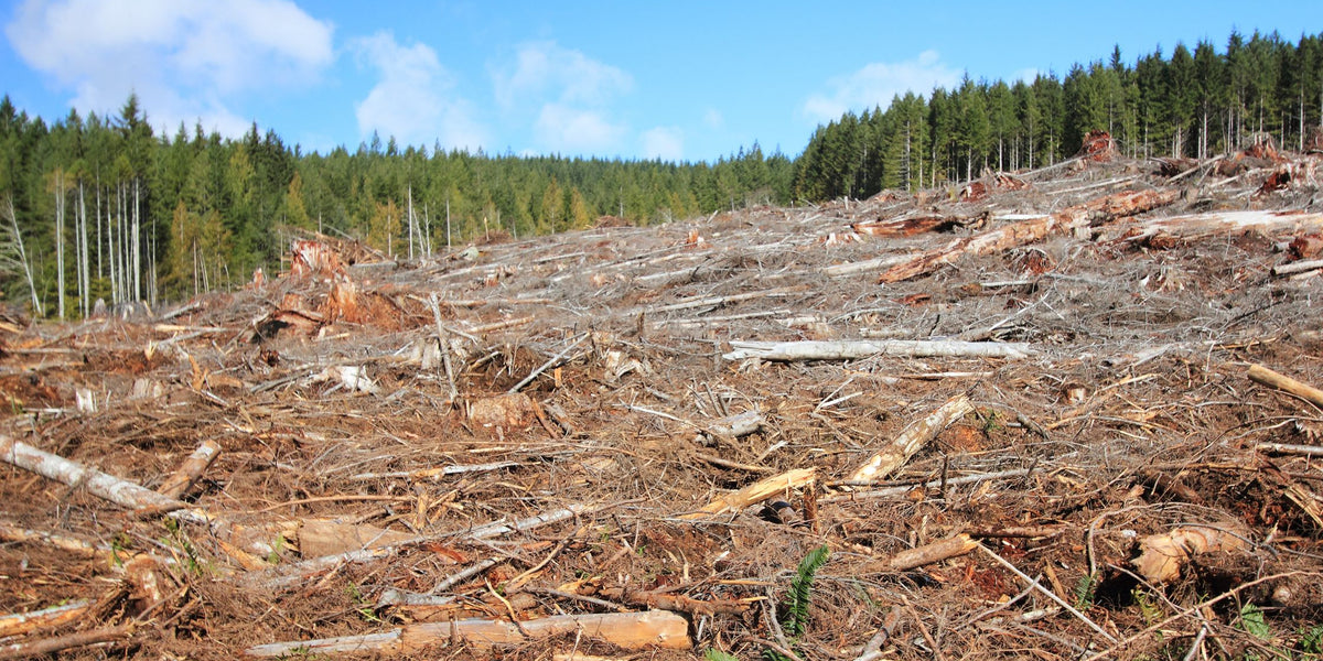 These 5 Everyday Products Are Causing Massive Deforestation – The ...